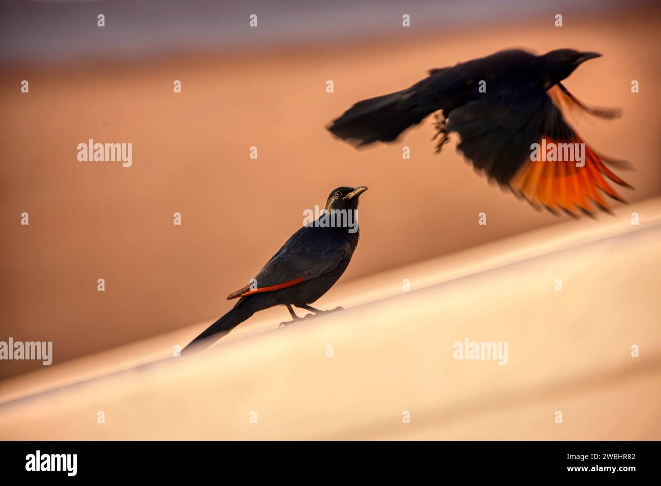 Tristram's Starling, Red-winged Starling looking at another bird flying ...