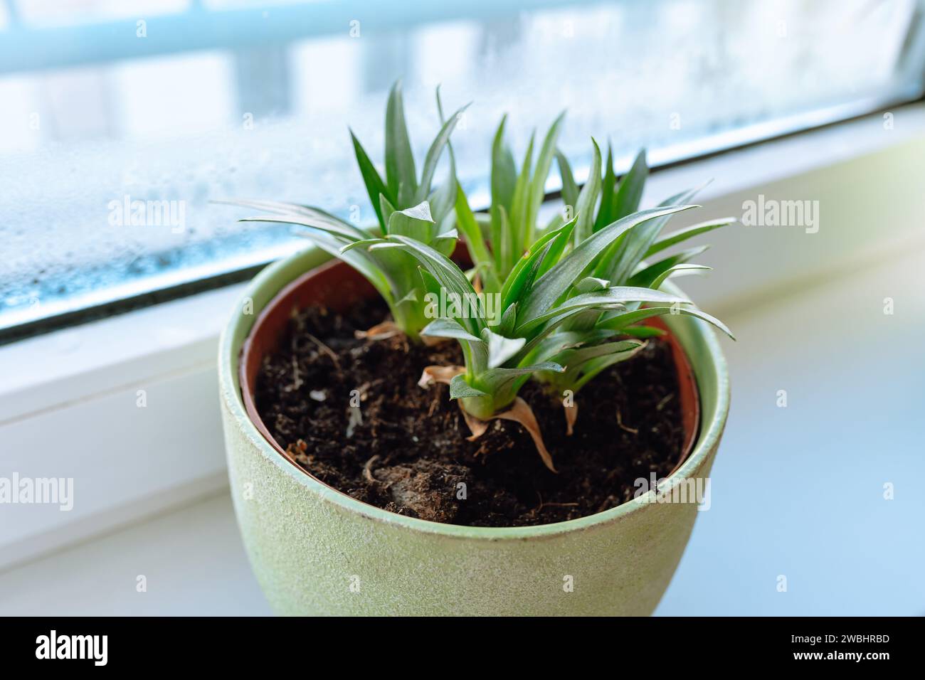 rooting pineapple at home Stock Photo - Alamy