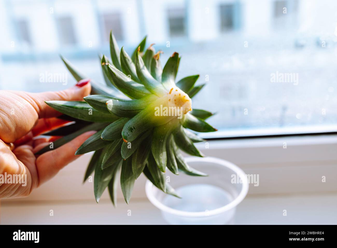 rooting pineapple at home Stock Photo - Alamy