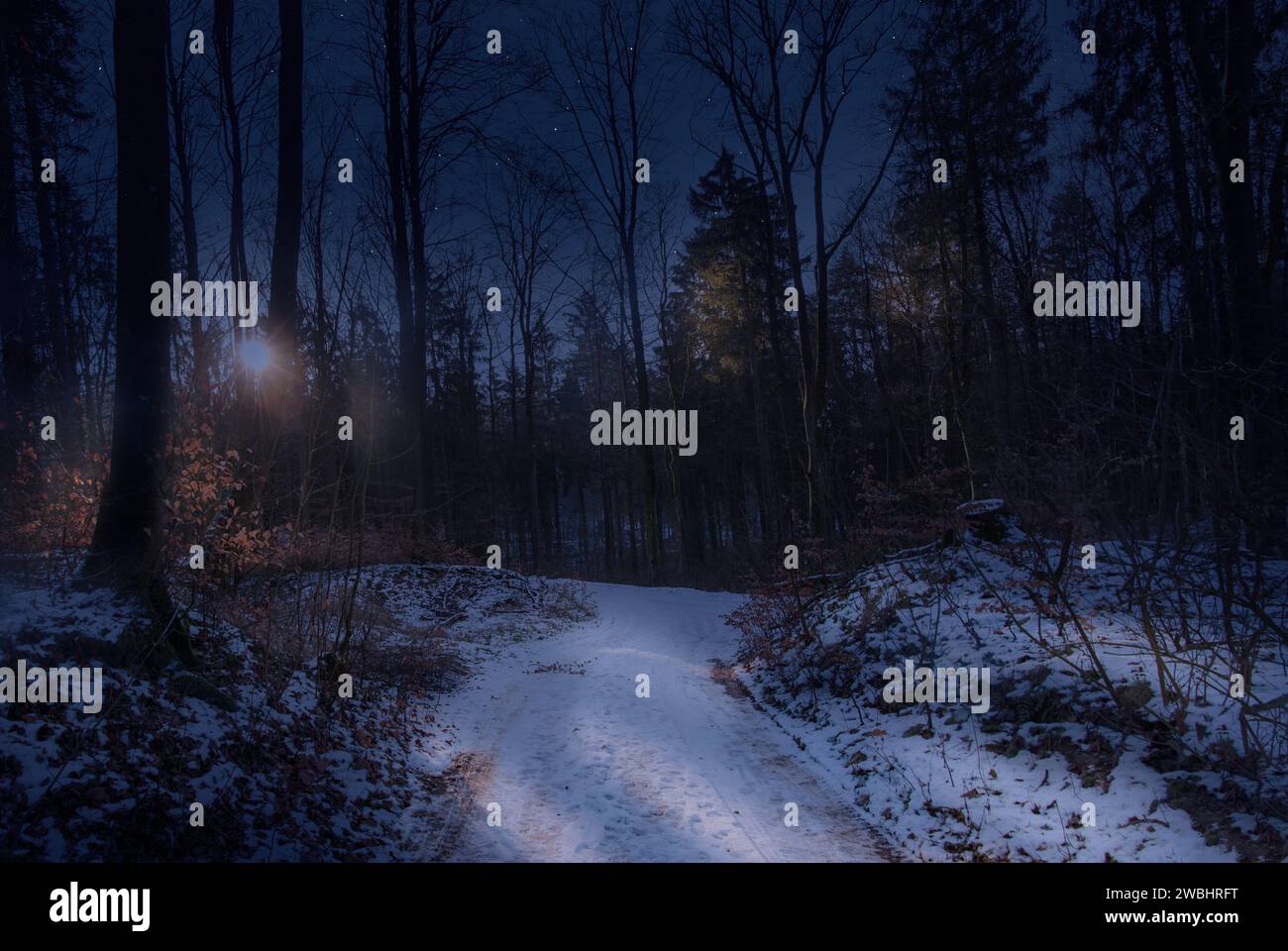 Unterholz im wald hi-res stock photography and images - Alamy
