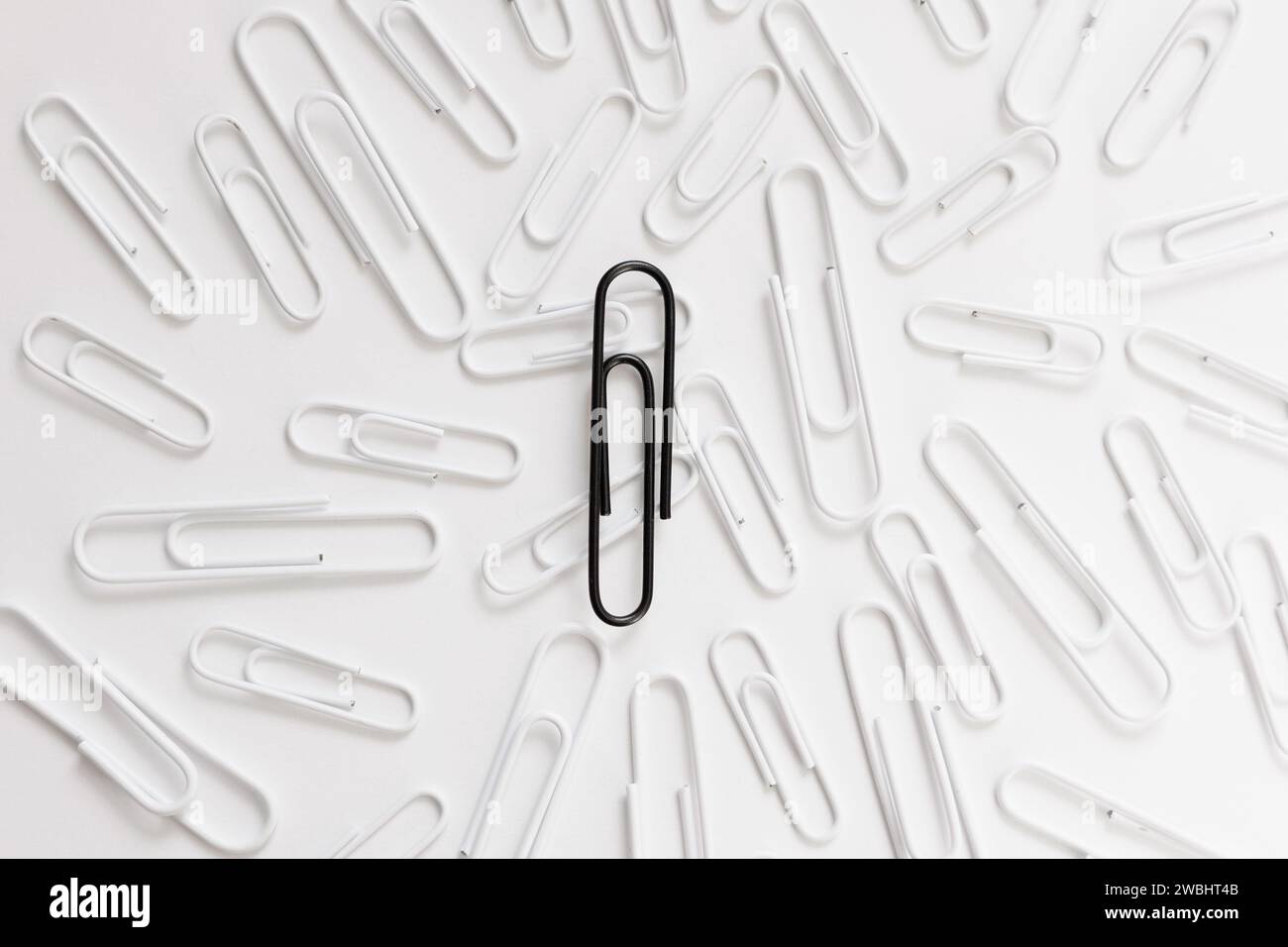 difference concept - close up of one black paperclip and many white ...