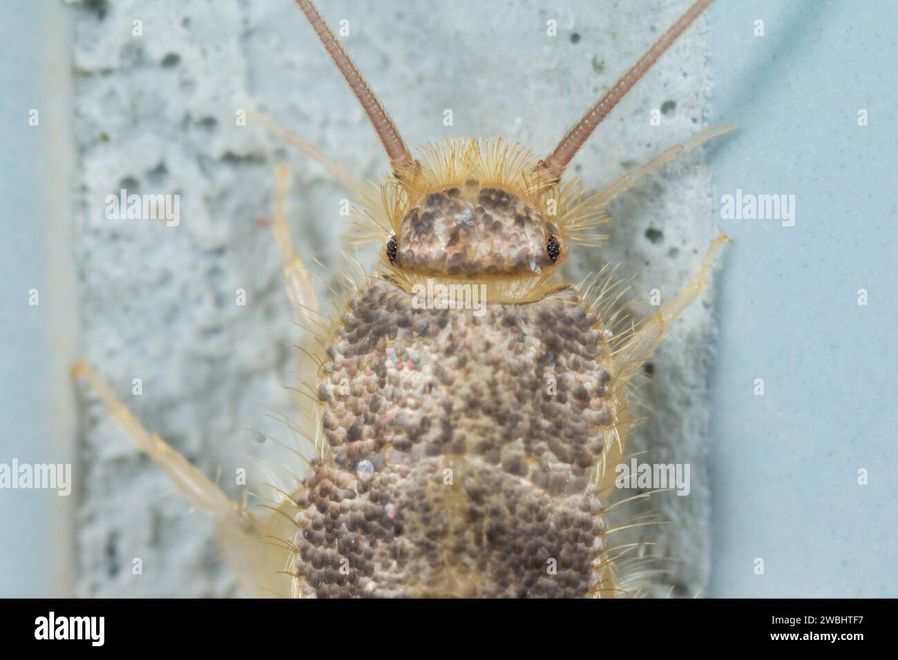 Long-tailed gray silverfish (Ctenolepisma longicaudata Stock Photo - Alamy