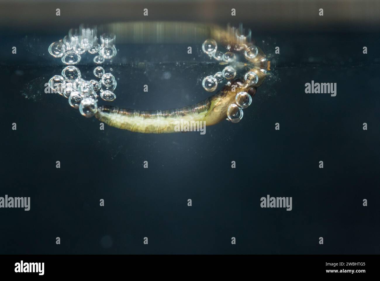 Underwater crane-fly pupae (Dicranomyia Stock Photo - Alamy
