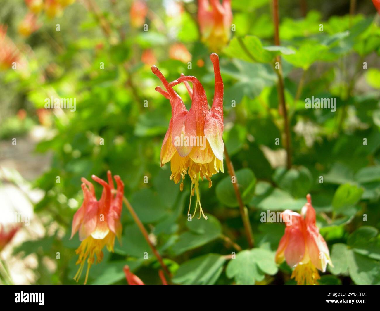 Columbine closeup hi-res stock photography and images - Alamy