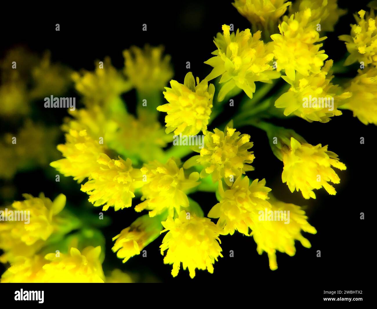 This photograph captures the vibrant essence of Solidago, commonly ...