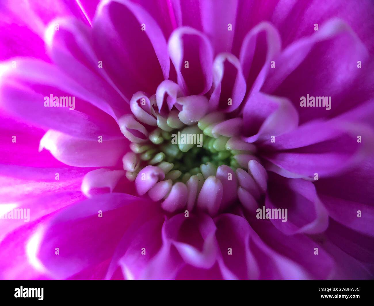 This captivating image is a deep dive into the enchanting world of a ...