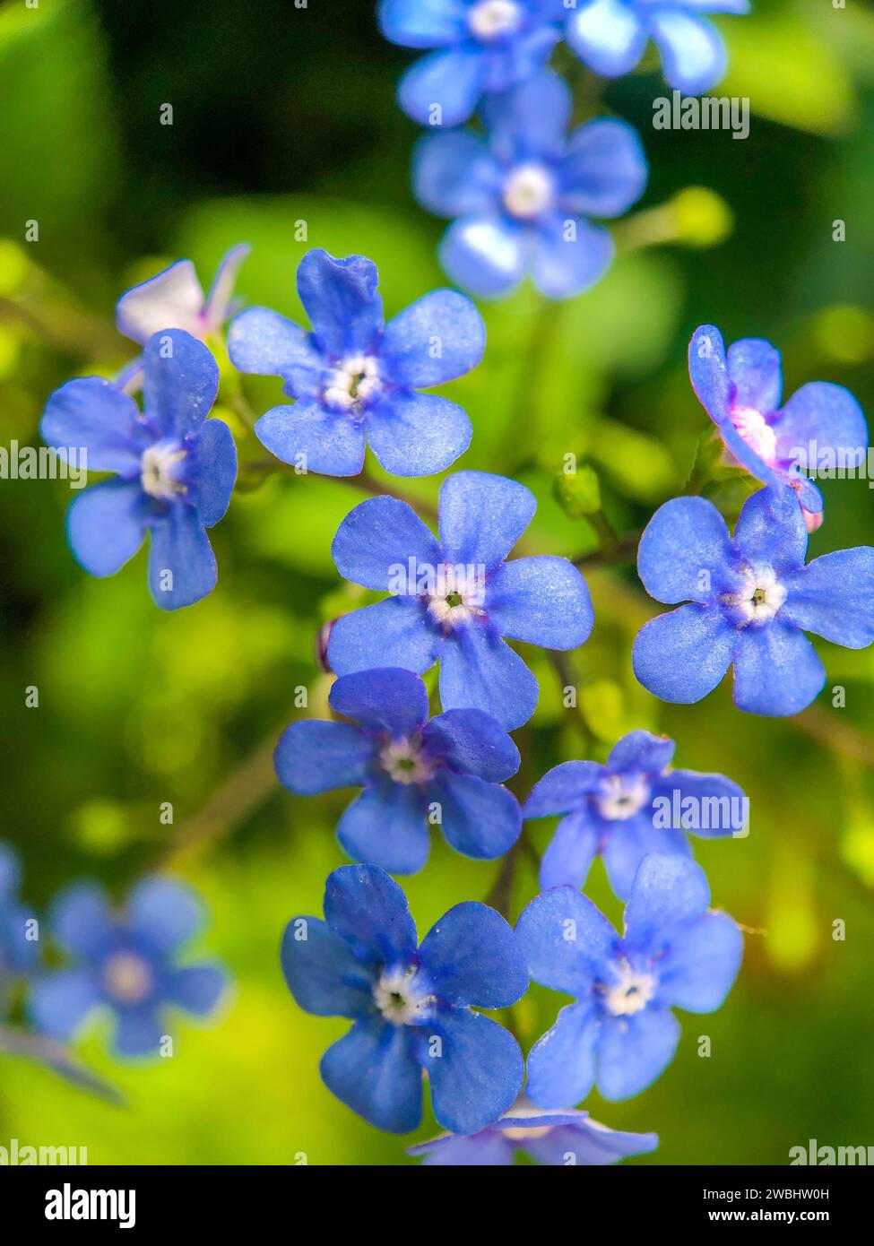 This image is a joyful celebration of Forget-Me-Not flowers, their ...