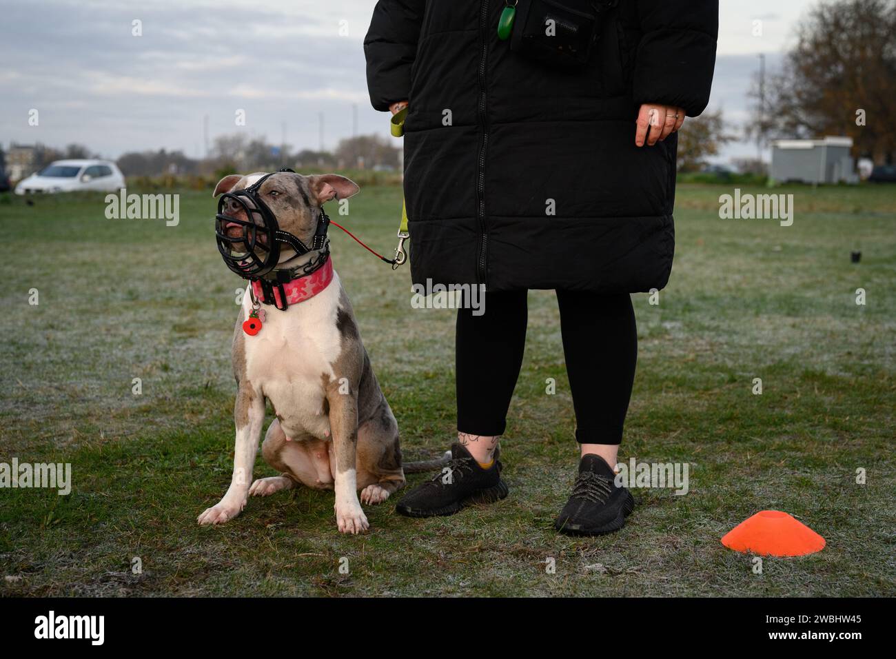 26th November 2023: The British Government takes steps to ban the XL ...