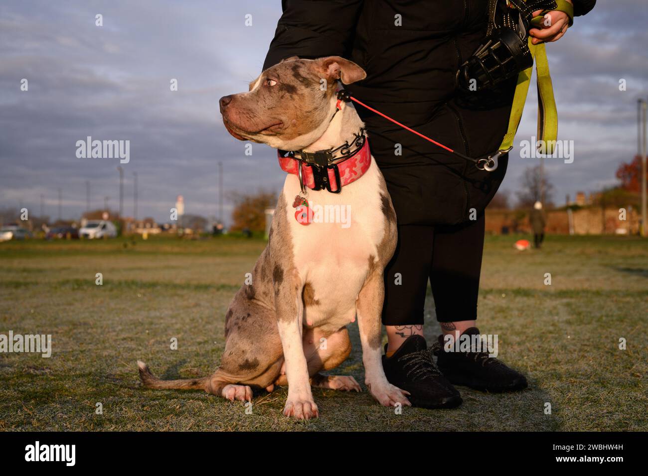 26th November 2023: The British Government takes steps to ban the XL ...