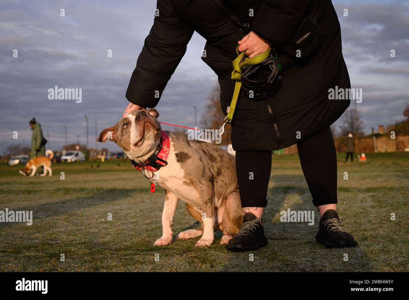 26th November 2023: The British Government takes steps to ban the XL ...