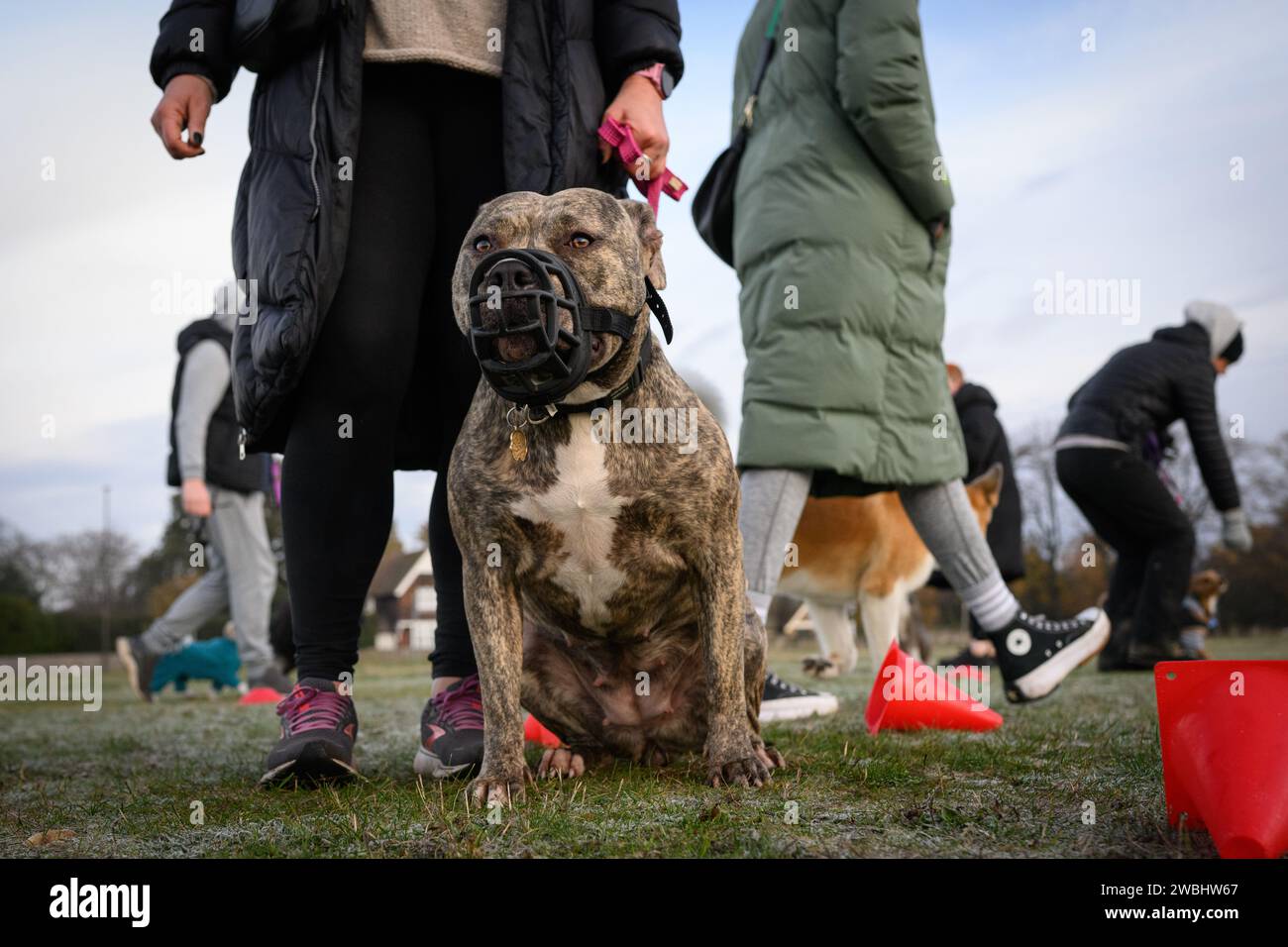 26th November 2023: The British Government takes steps to ban the XL ...