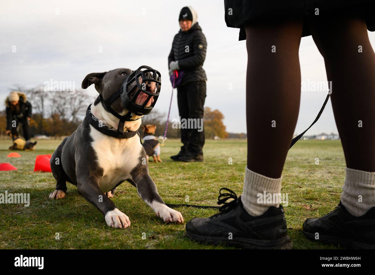 26th November 2023: The British Government takes steps to ban the XL ...