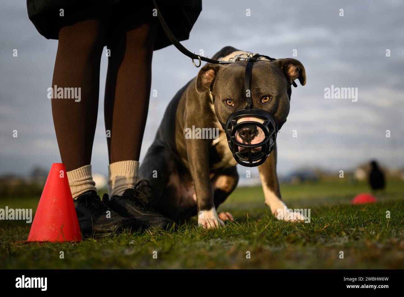 26th November 2023: The British Government takes steps to ban the XL ...