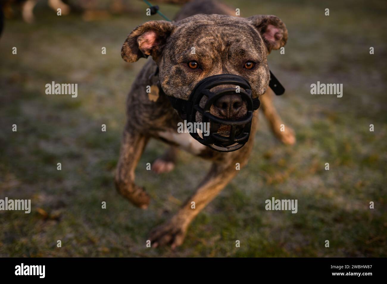 26th November 2023: The British Government takes steps to ban the XL ...