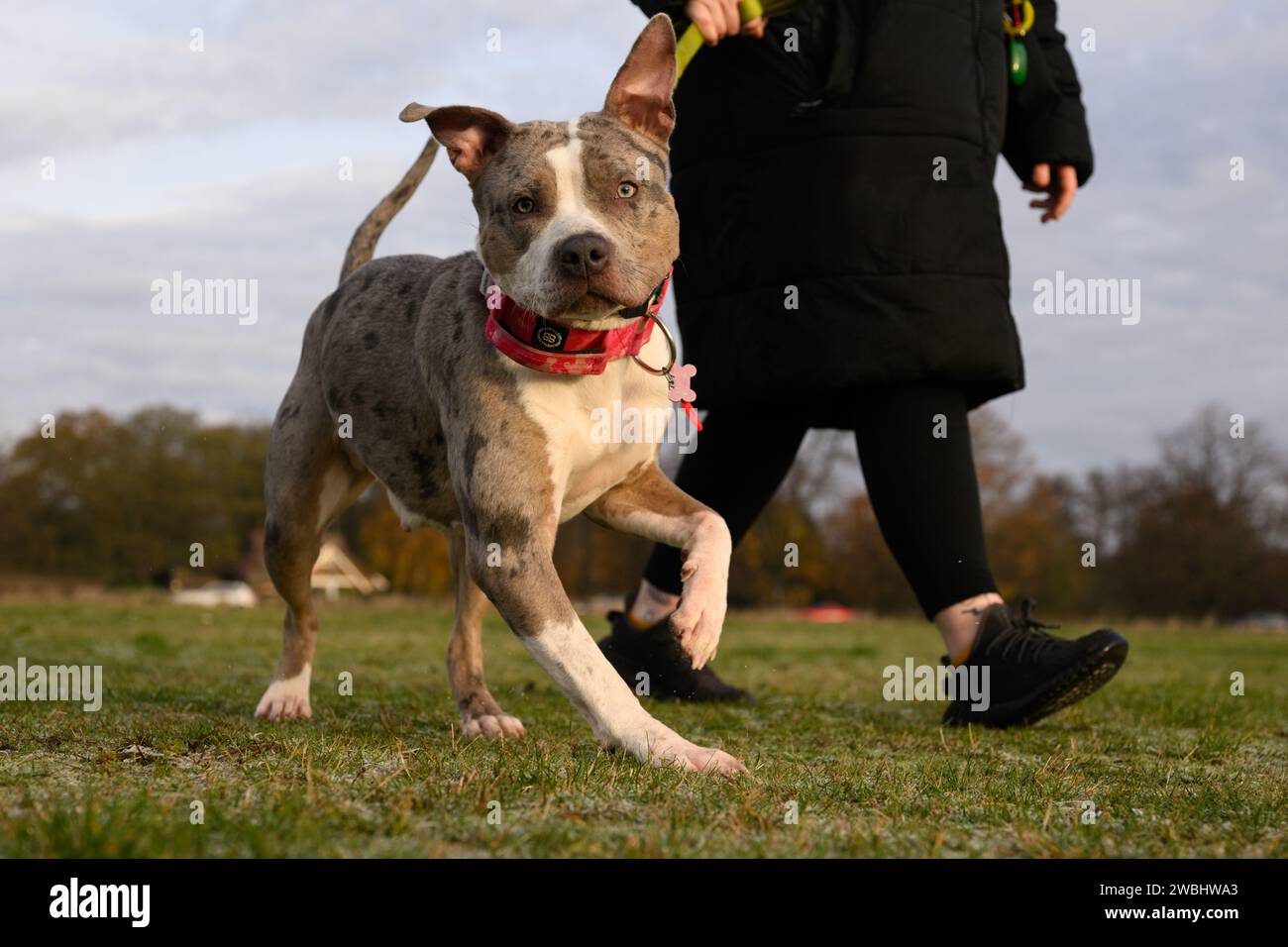 26th November 2023: The British Government takes steps to ban the XL ...