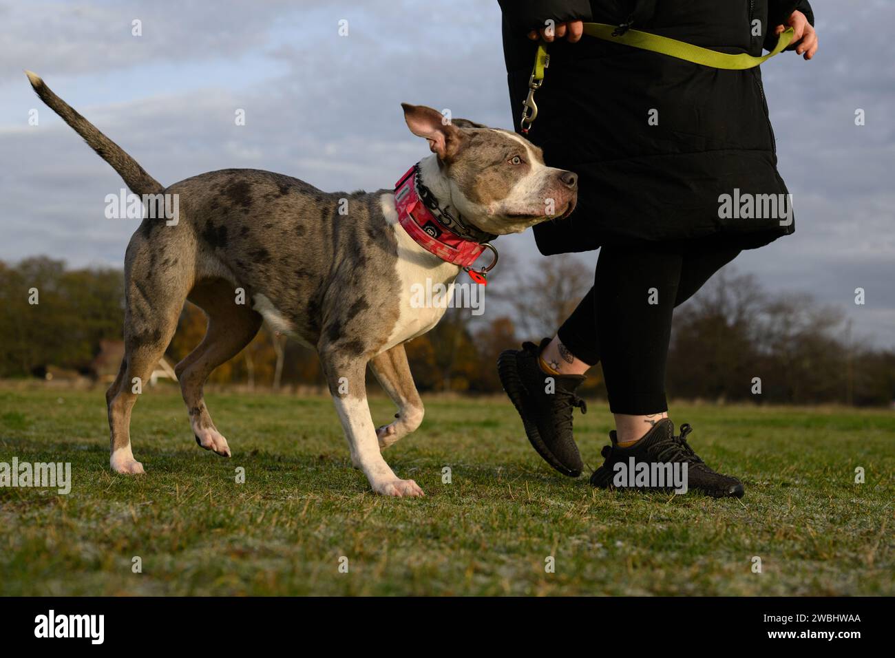 X l bully hi-res stock photography and images - Alamy