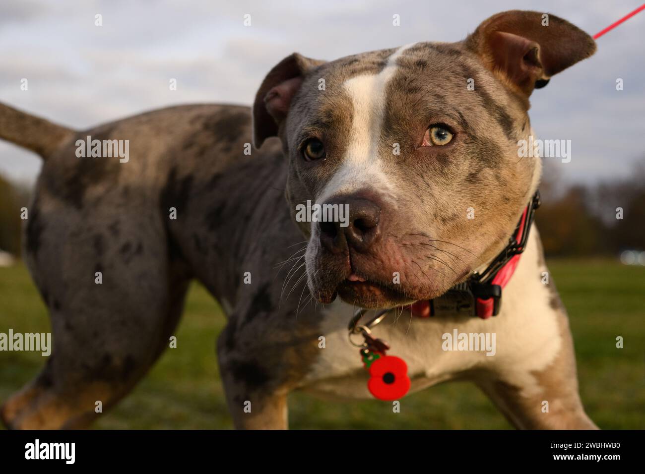 26th November 2023: The British Government takes steps to ban the XL ...