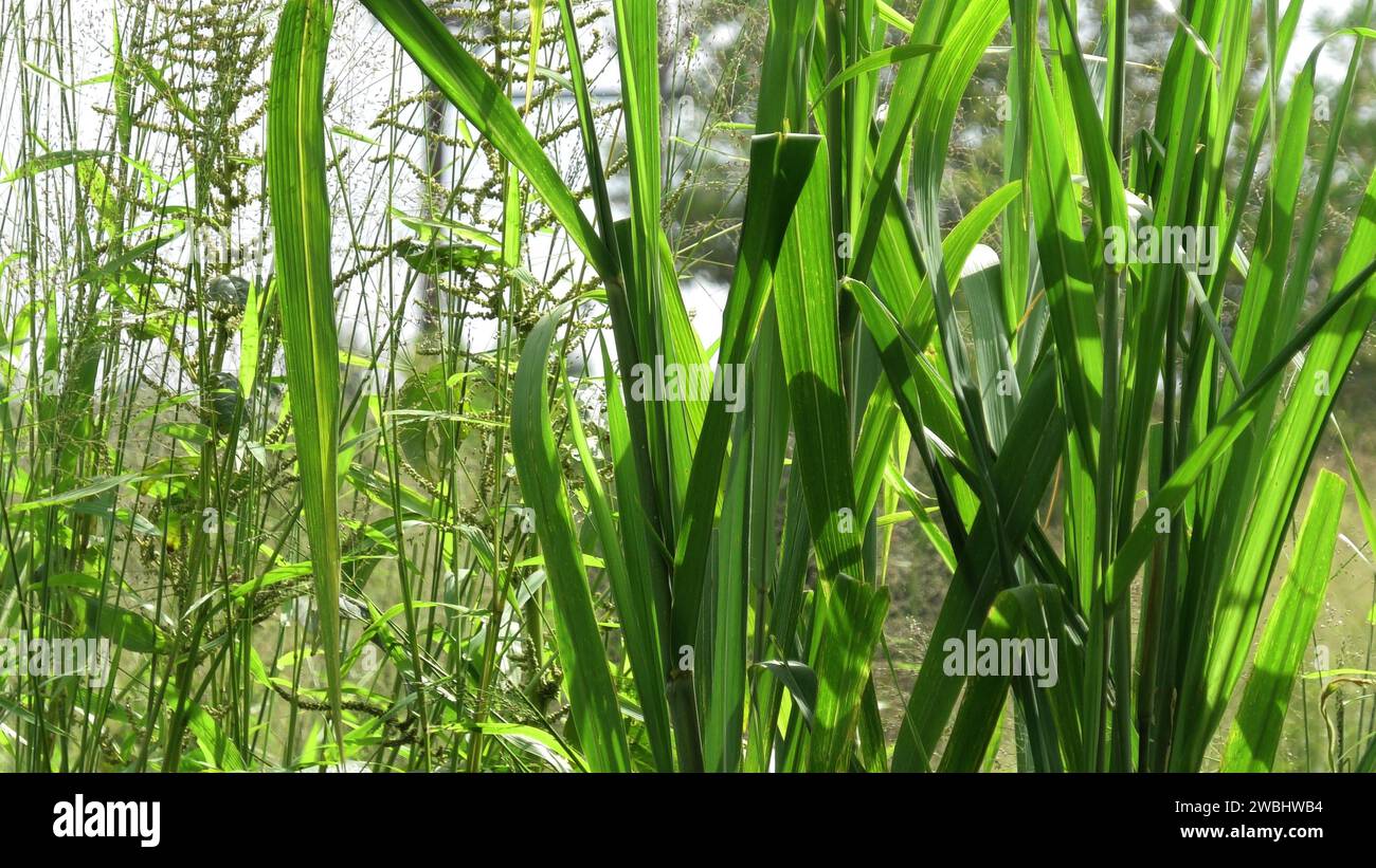 Green grass and plants hi-res stock photography and images - Alamy