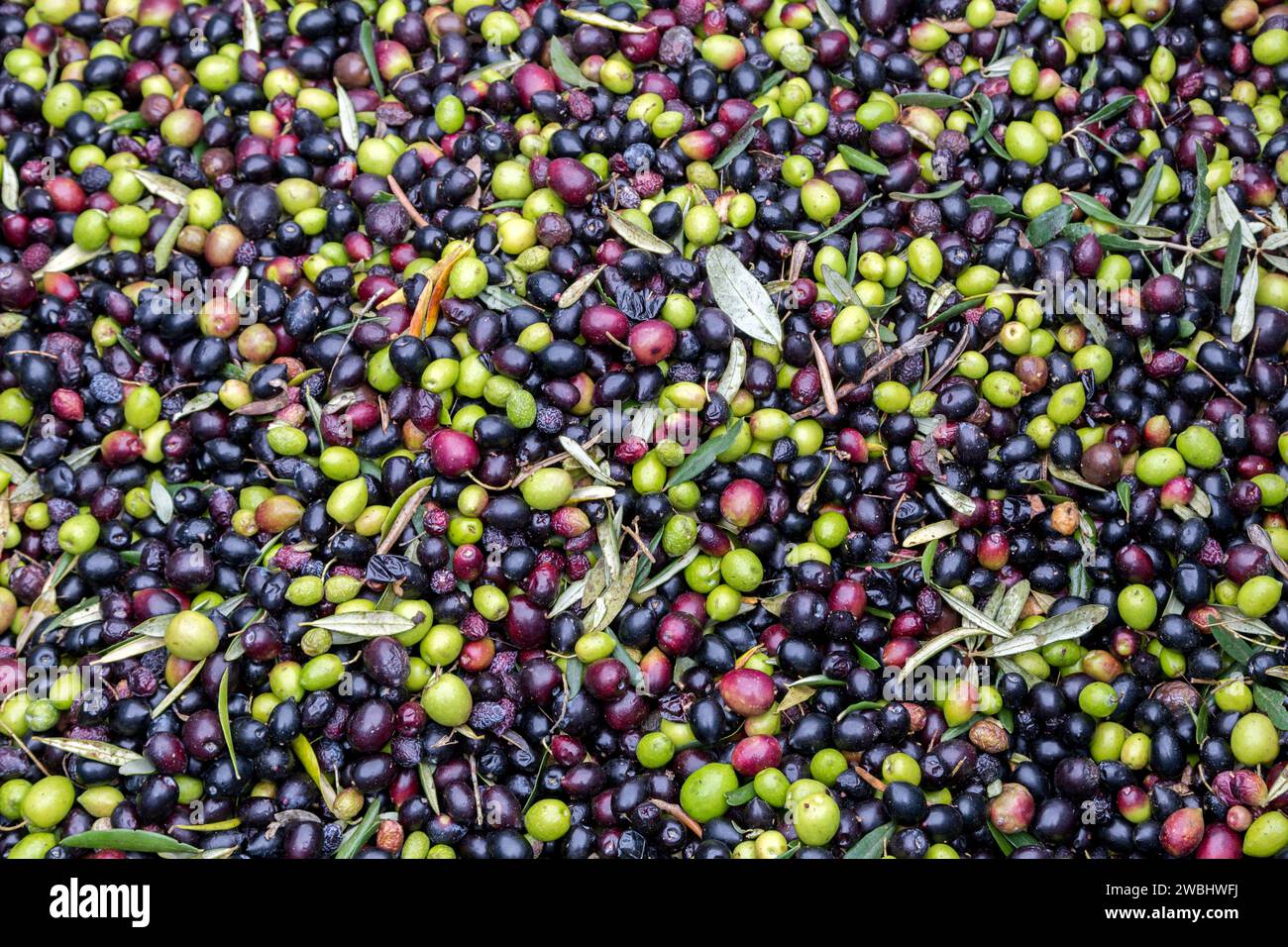 Olive campaign hi-res stock photography and images - Alamy