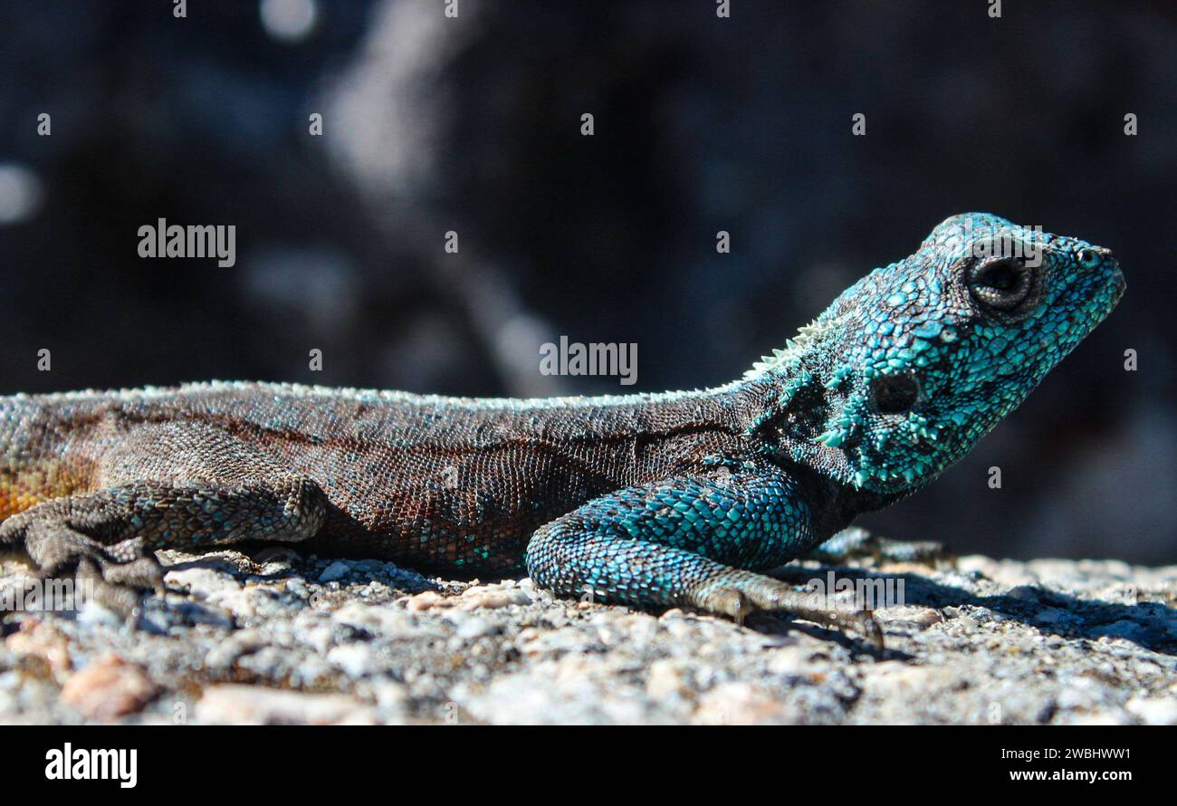 Agama lizards mating hi-res stock photography and images - Alamy