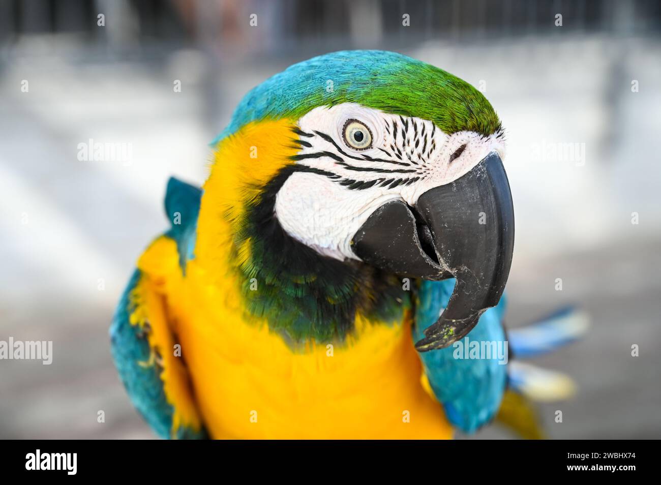 Portrait of beautiful exotic bird. Large colorful parrot looks at the ...