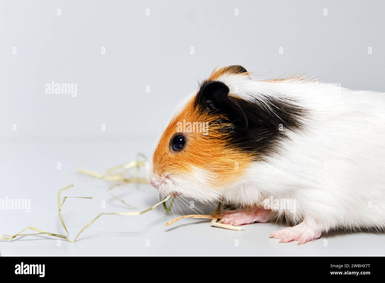 Guinea pig eating hay hi-res stock photography and images - Alamy