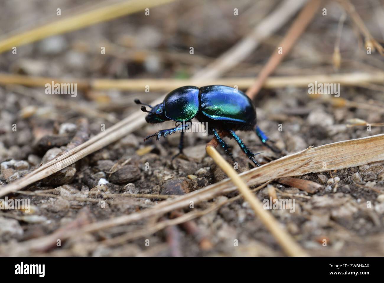 Macro of the dor beetle walking on the ground in the forest Stock Photo ...