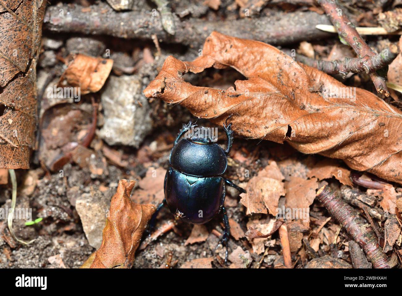Macro photo of a dor beetle on a forest path with leaves Stock Photo ...