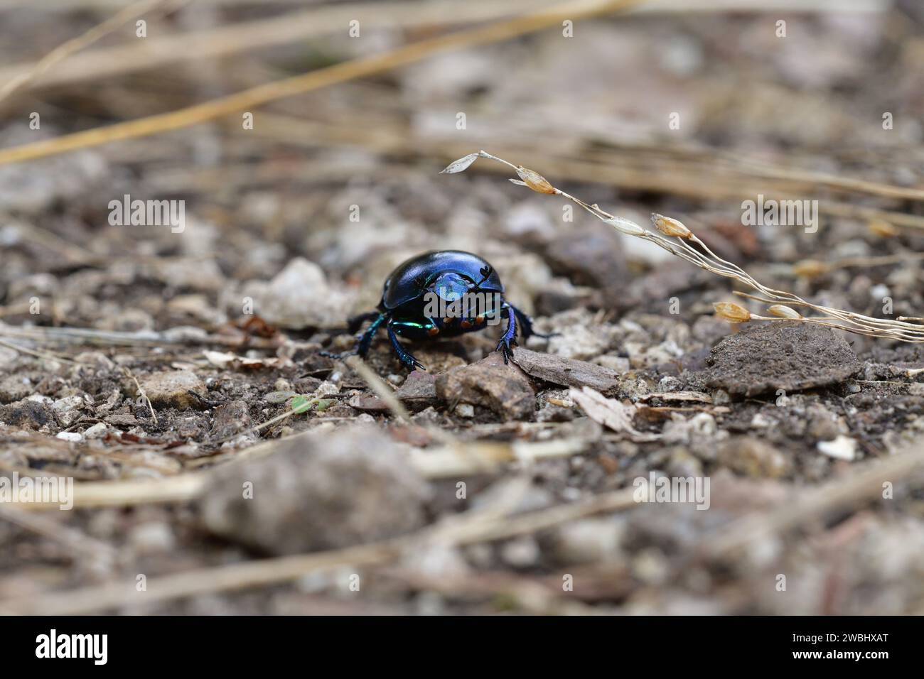 Macro photo of a dor beetle on a forest path with leaves Stock Photo ...