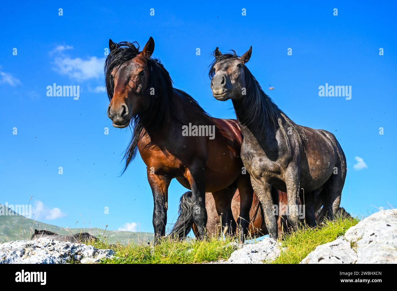 Group of a wild horses in nature. Herd of horses near Livno, Bosnia and ...