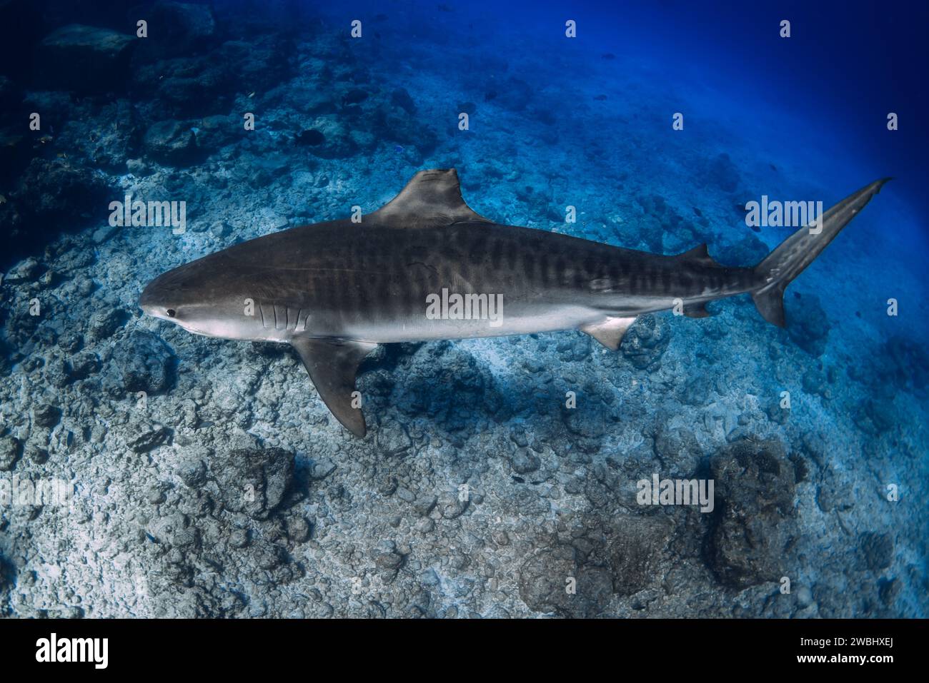Big tiger shark on reef hi-res stock photography and images - Alamy