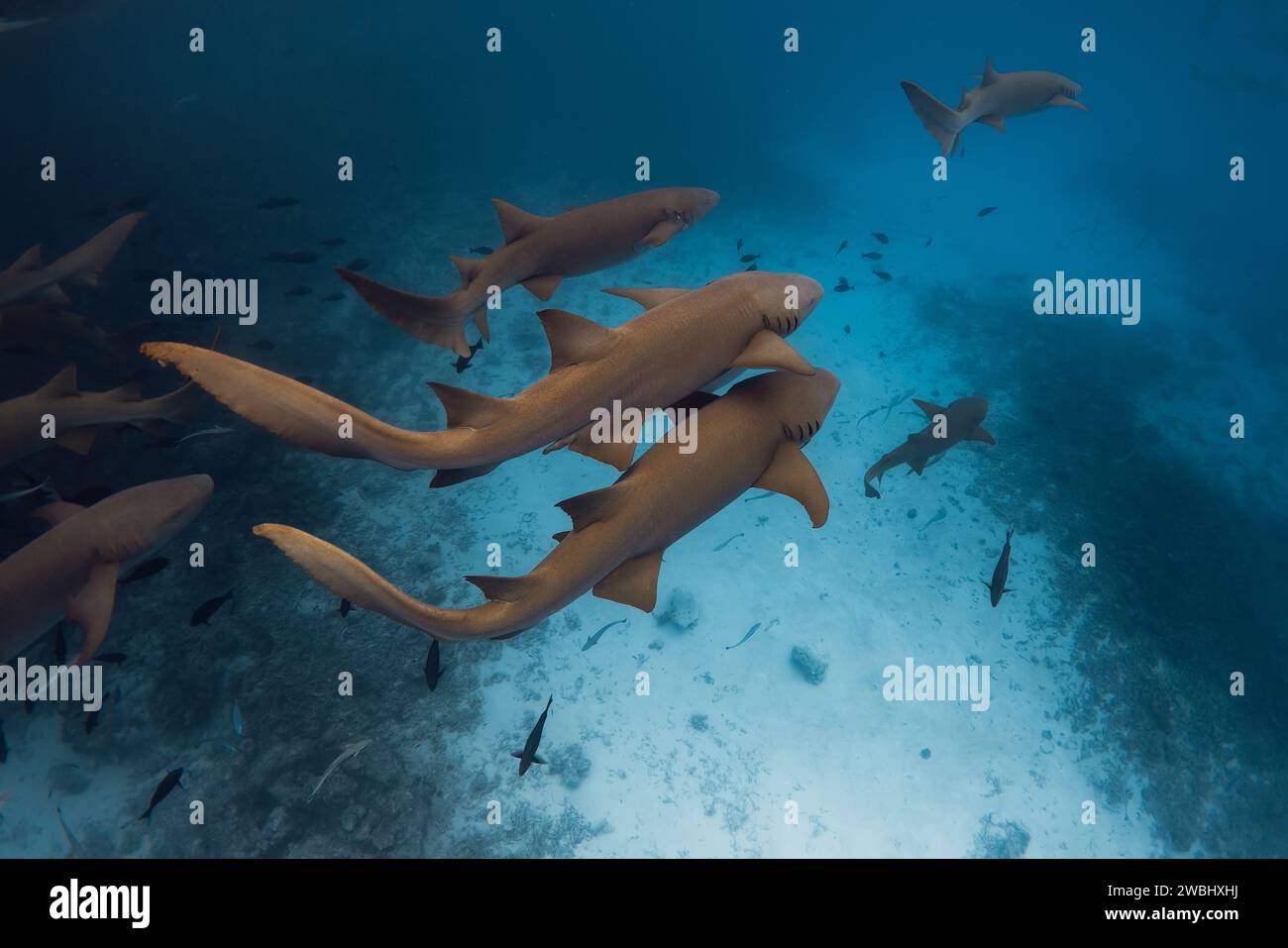 Swimming with a lot of nurse sharks in tropical ocean. Sharks in ...