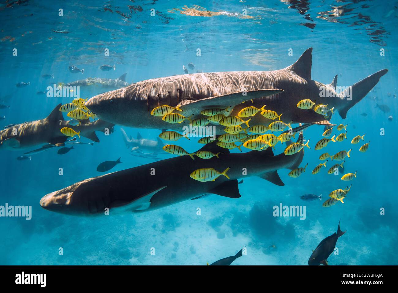 Swimming with tropical fish and nurse sharks in tropical sea. Sharks in ...