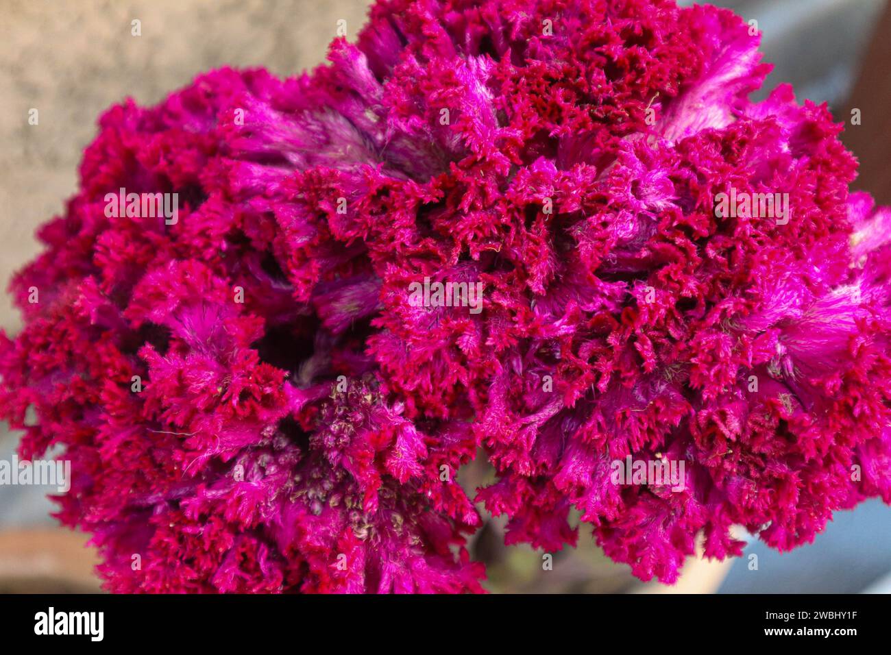 Pink and dark colors hi-res stock photography and images - Alamy