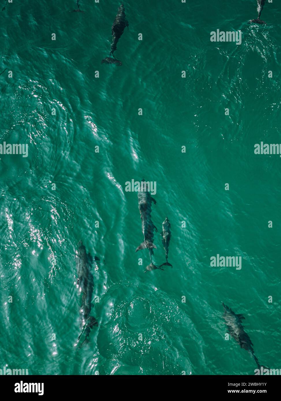 Dolphins gracefully swimming in the turquoise waters near Shoab Beach, Socotra, Yemen Stock ...