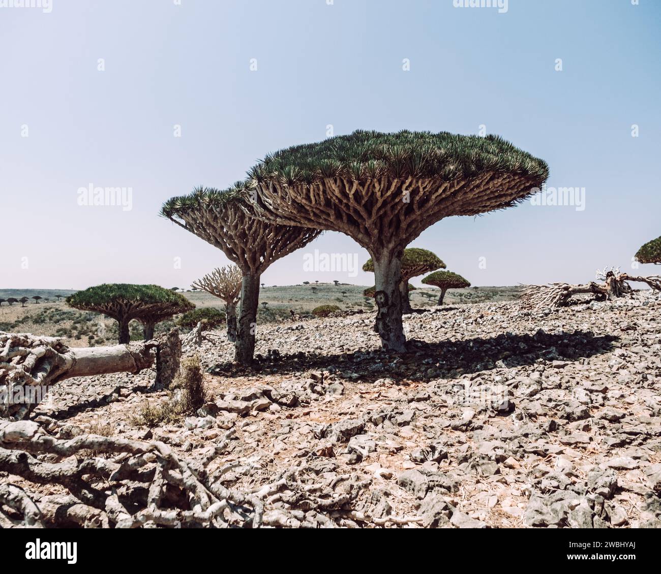 Scenic view of Diksam Plateau’s rugged terrain in Socotra Island, Yemen ...