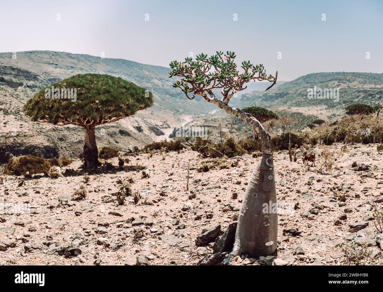 Dragon blood tree dracaena cinnabari hi-res stock photography and ...