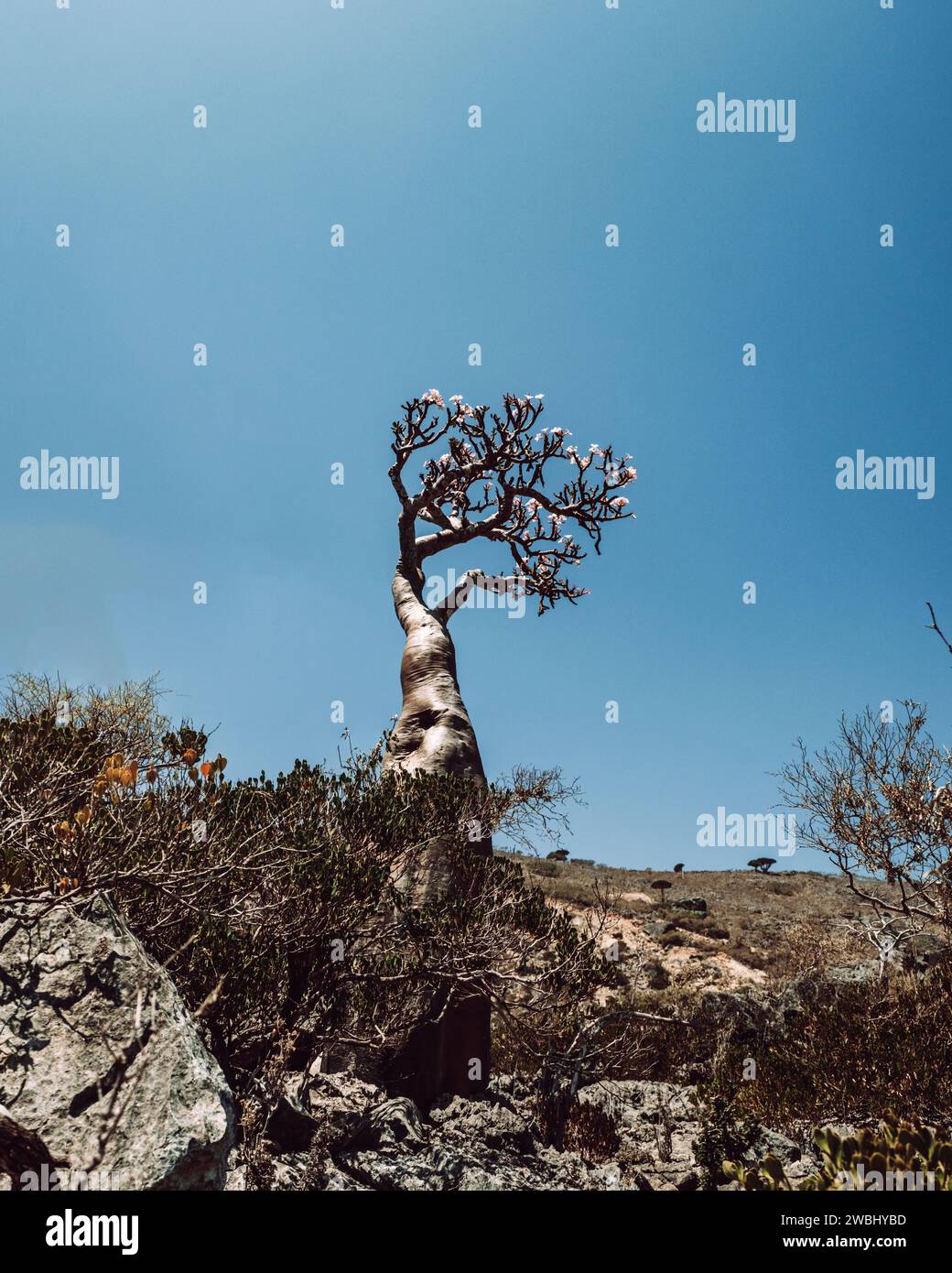 Bottle tree in bloom with distant dragon blood trees, Diksam Plateau ...