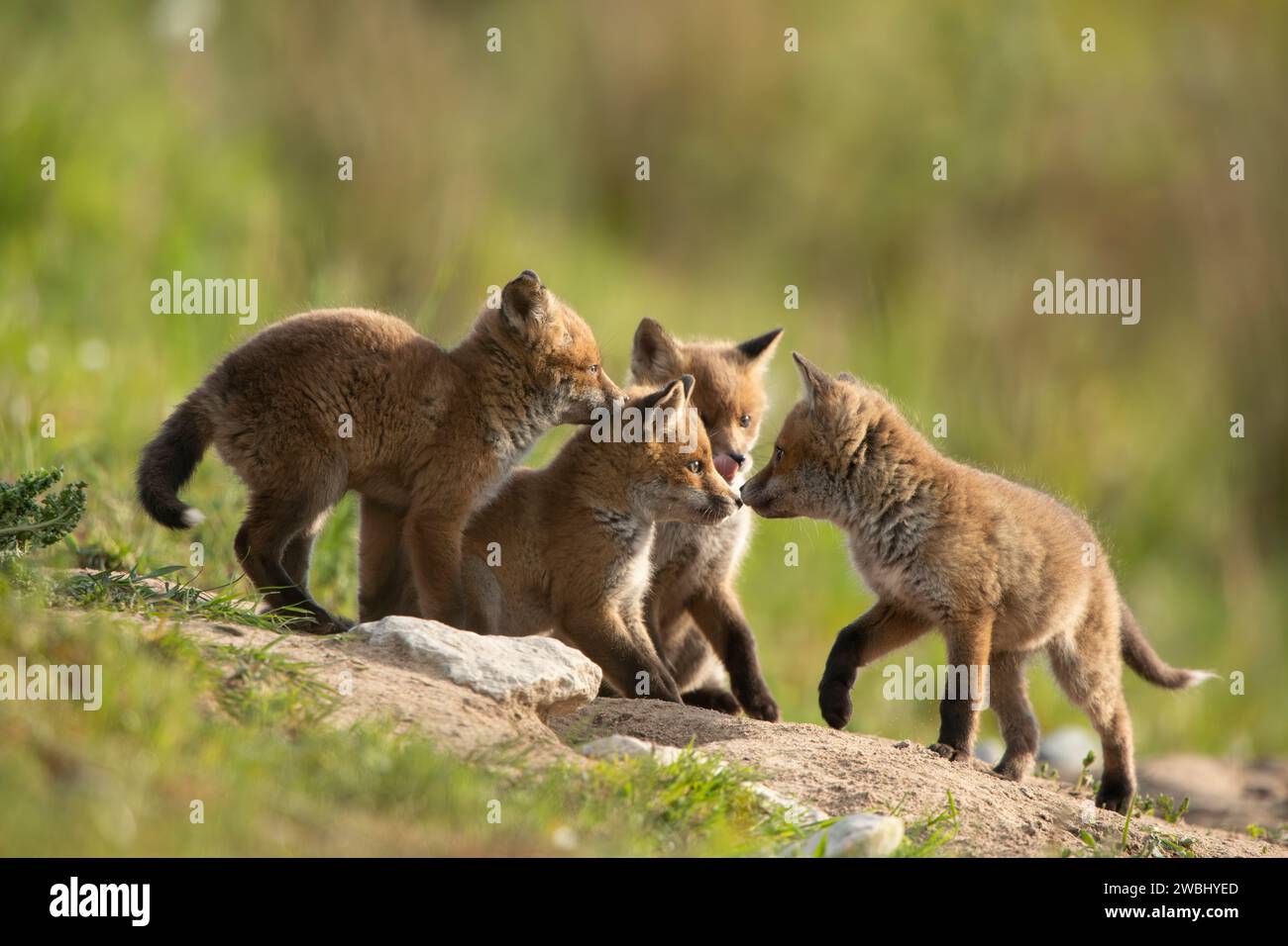 Fox siblings colluding together UK The CUTEST baby foxes can be seen ...