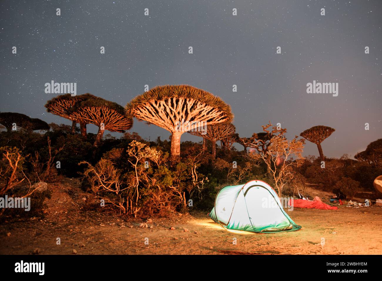 A magical night camping scene in Firmhin Forest, Socotra, Yemen ...