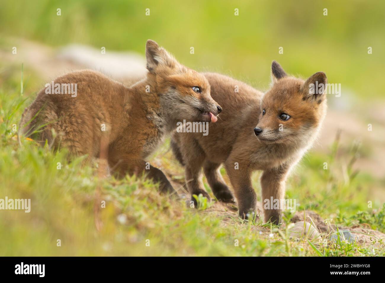 Baby foxes hi-res stock photography and images - Alamy