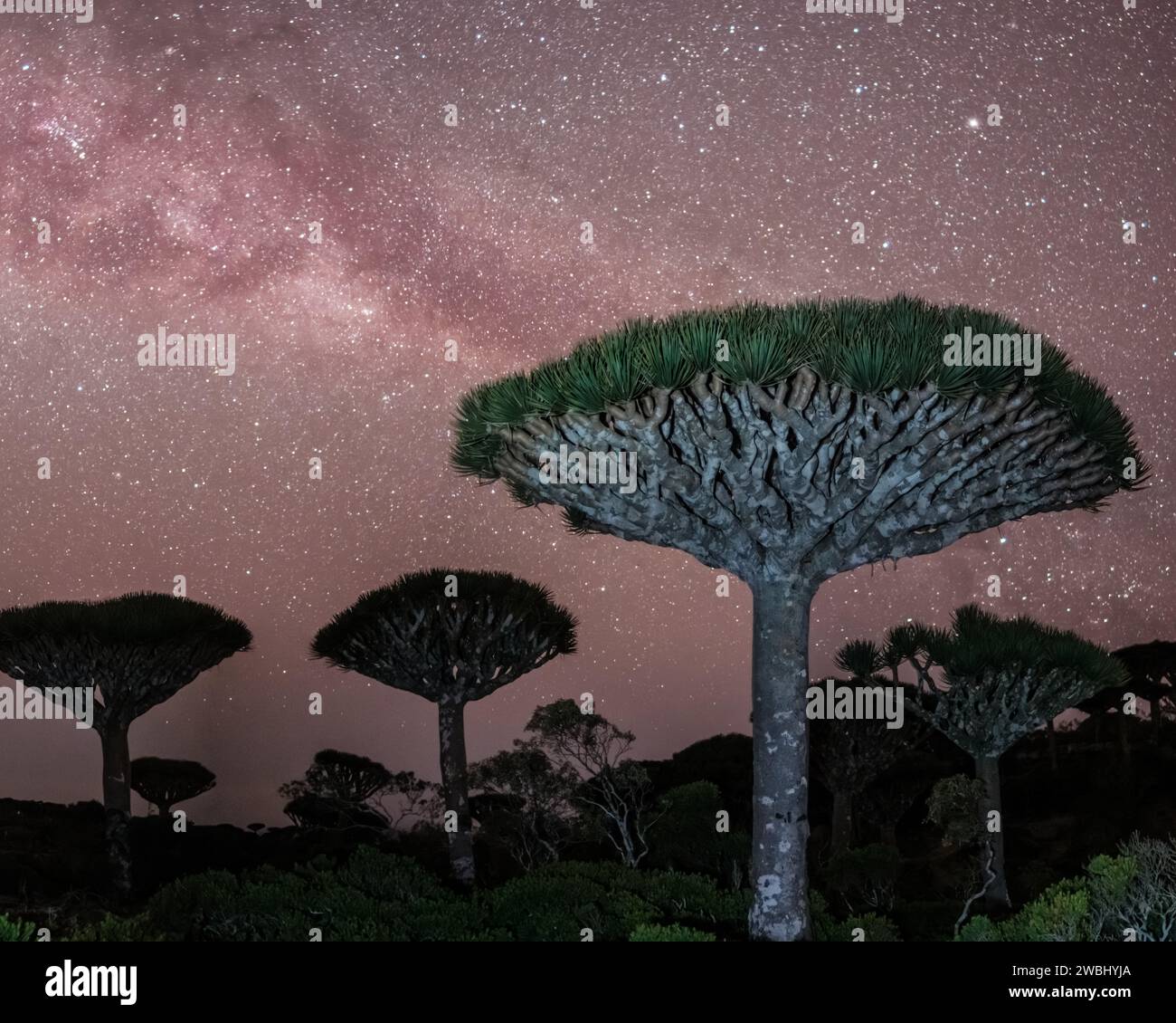 A mesmerizing night sky over Firmhin Forest in Socotra, Yemen ...