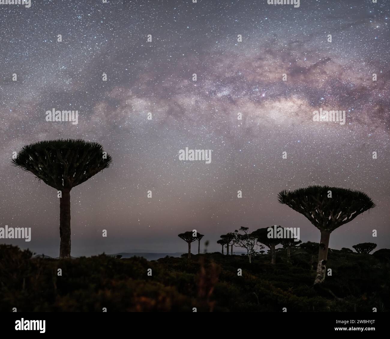 A mesmerizing night sky over Firmhin Forest in Socotra, Yemen ...