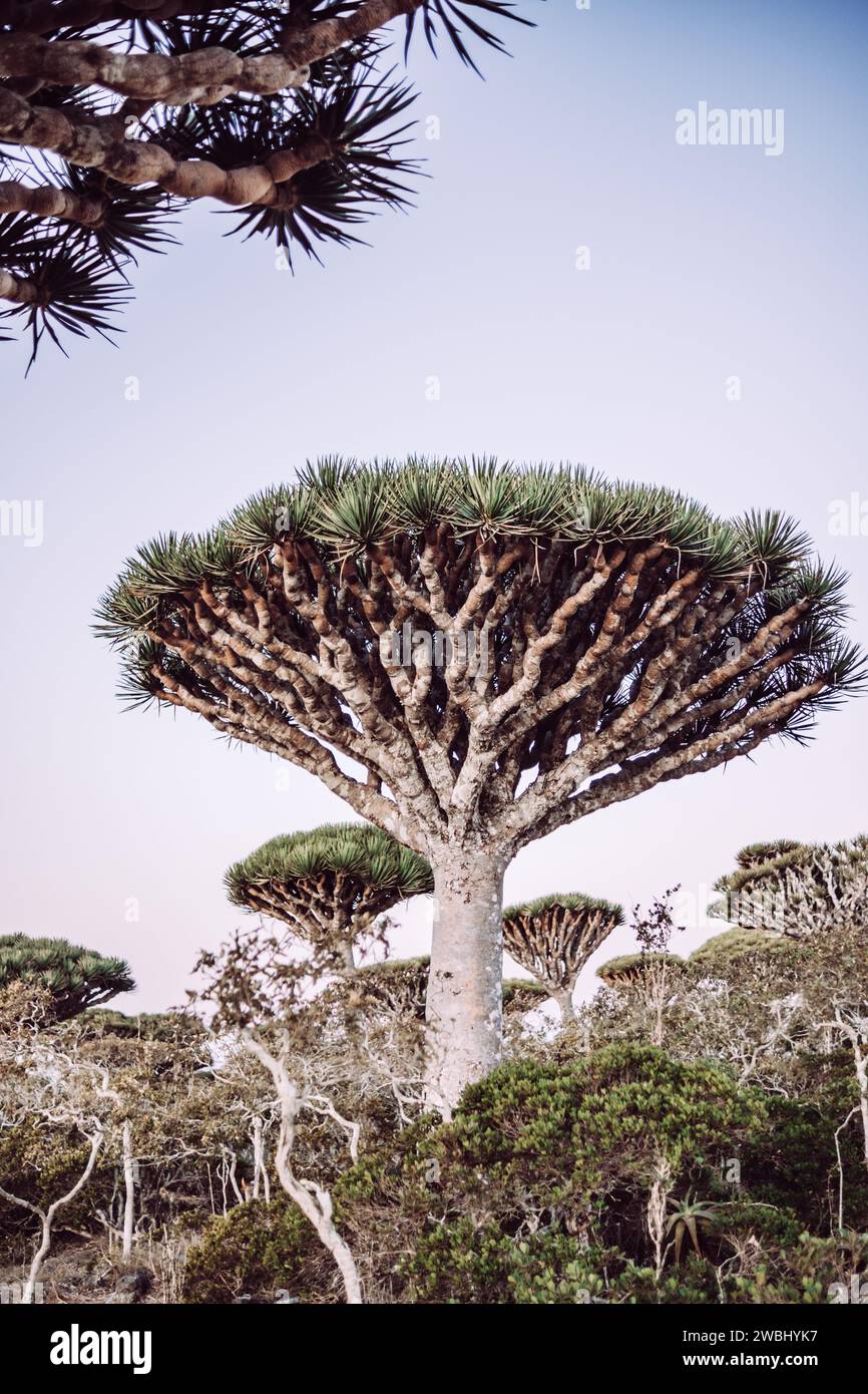 Sunrise over Firmhin Forest in Socotra, Yemen, with the iconic Dragon ...