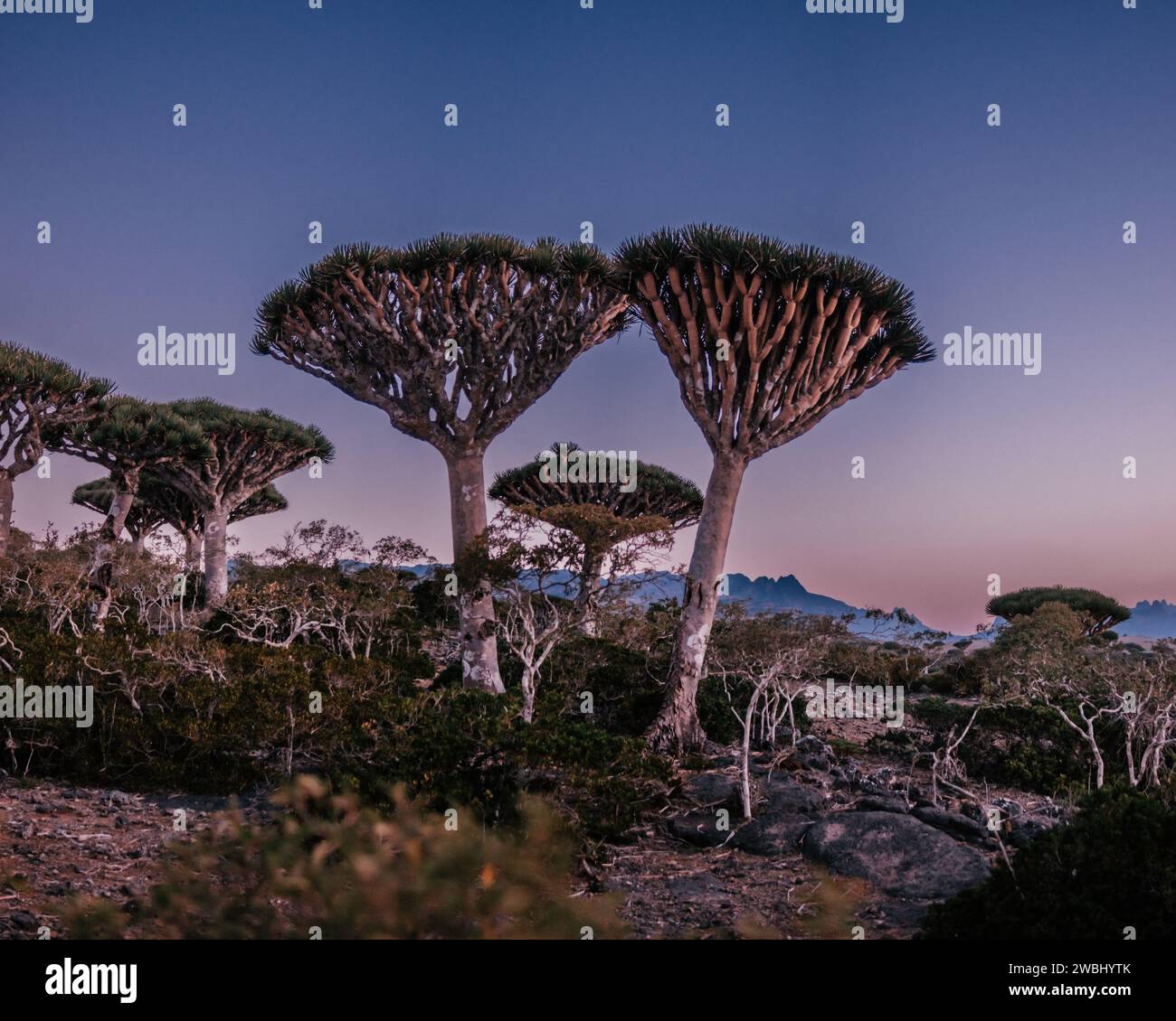 Sunrise over Firmhin Forest in Socotra, Yemen, with the iconic Dragon ...