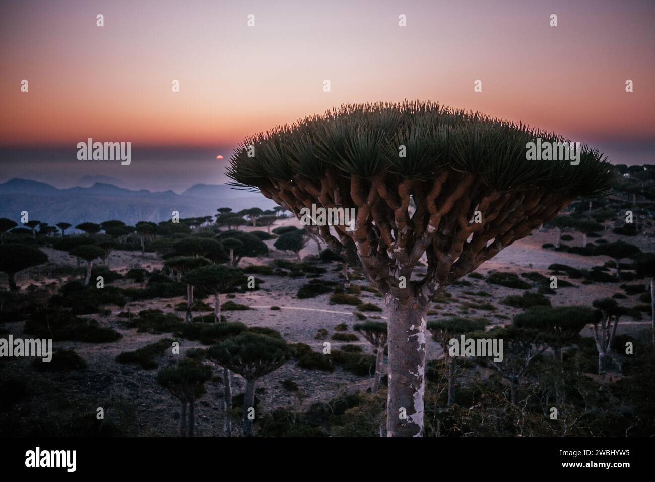 Sunrise over Firmhin Forest in Socotra, Yemen, with the iconic Dragon ...