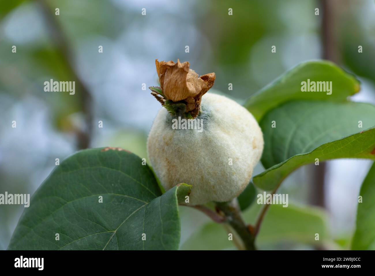 quince growing and ripening Stock Photo - Alamy