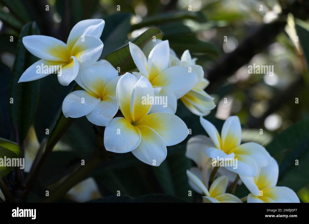 Plumeria or Plumaria is a small genus of plants native to tropical and ...