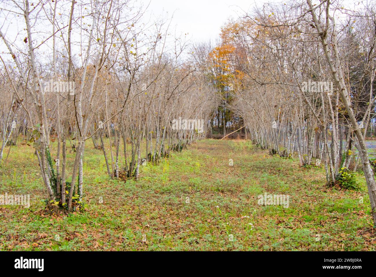 Lush green rows hi-res stock photography and images - Alamy