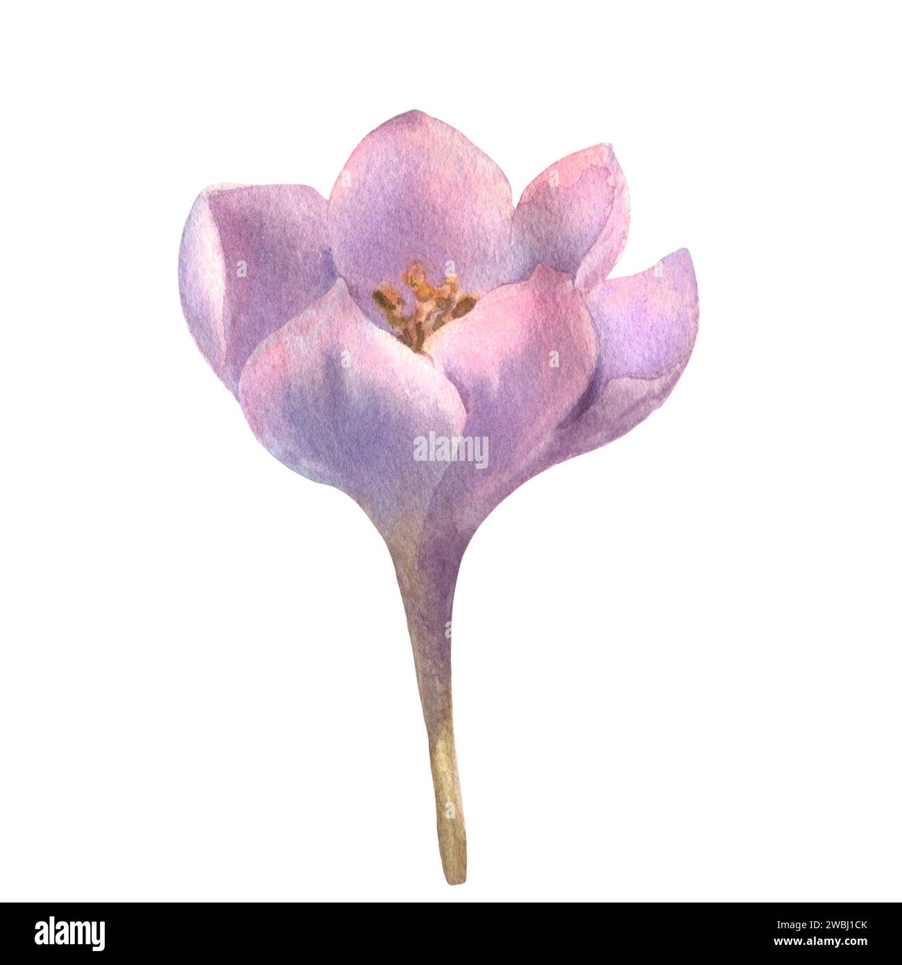 White and purple crocuses. Flowers painted in watercolor. A clip art of ...